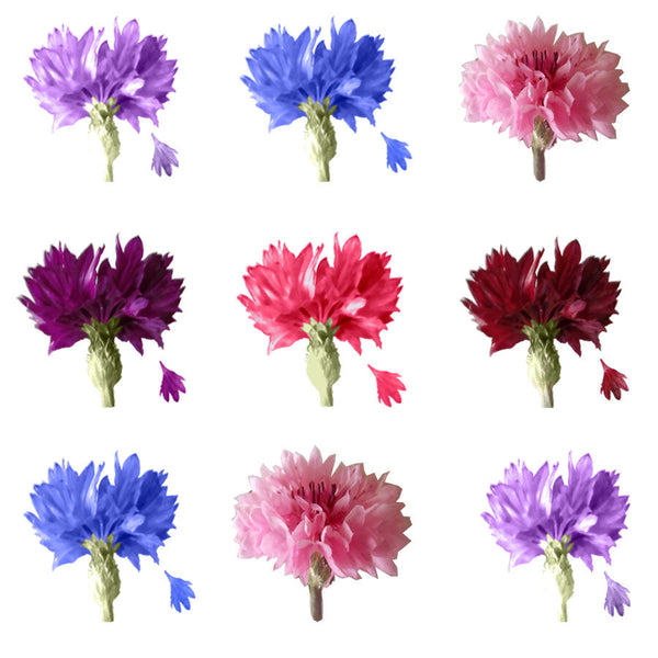 Bachelor Button Mix Micro Petals 36 pcs $12.25 CAD – Ottawa Edible Flowers